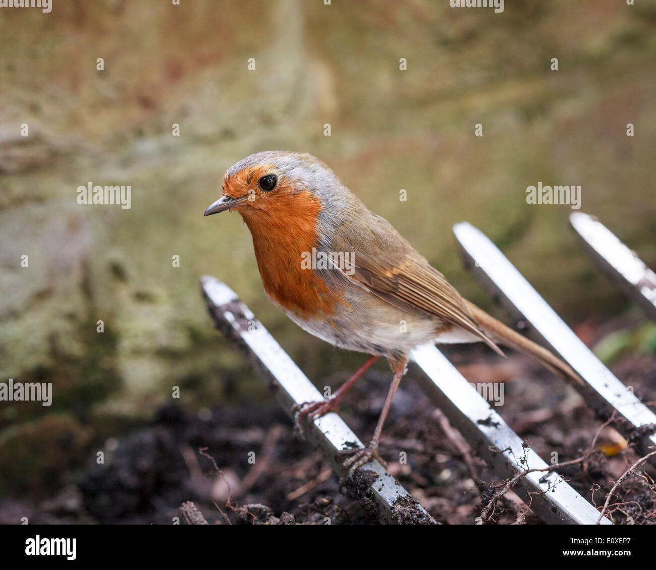 Robin perched on garden fork Stock Photo - Alamy