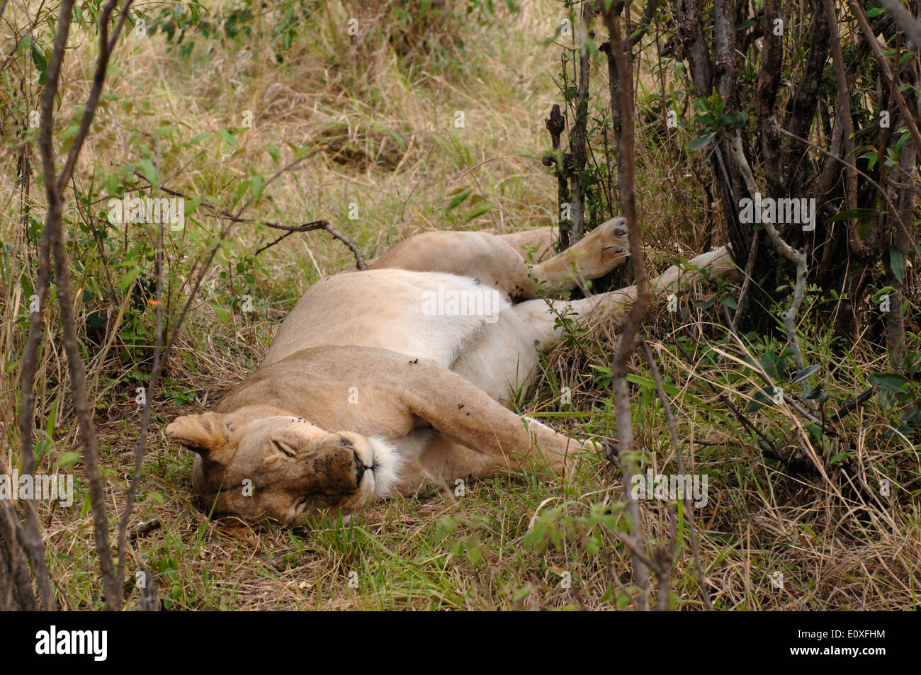 lioness resting sleeping in the bush masai mara national park kenya ...