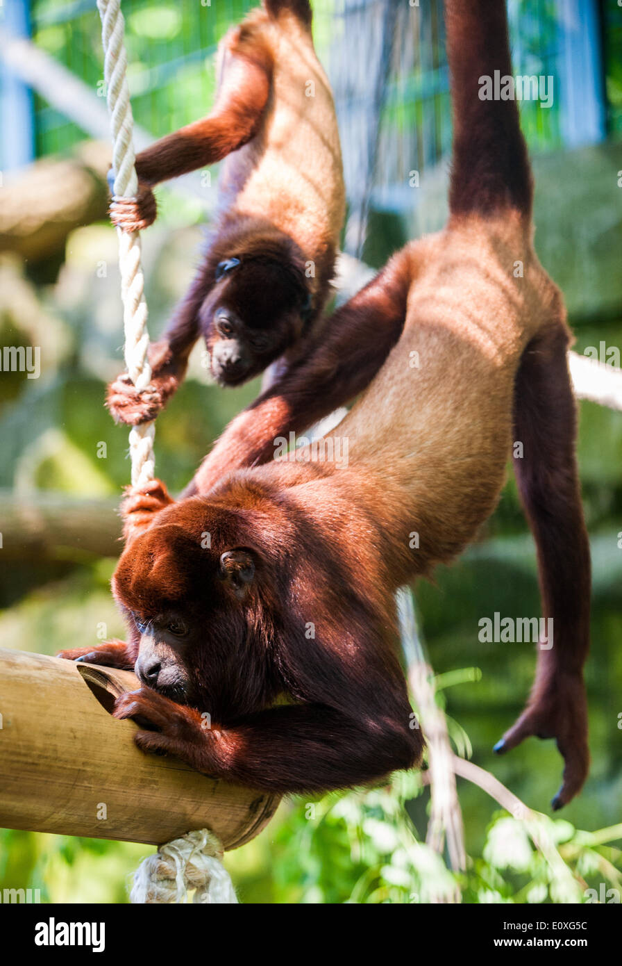 Monkeys berlin zoo hi-res stock photography and images - Alamy