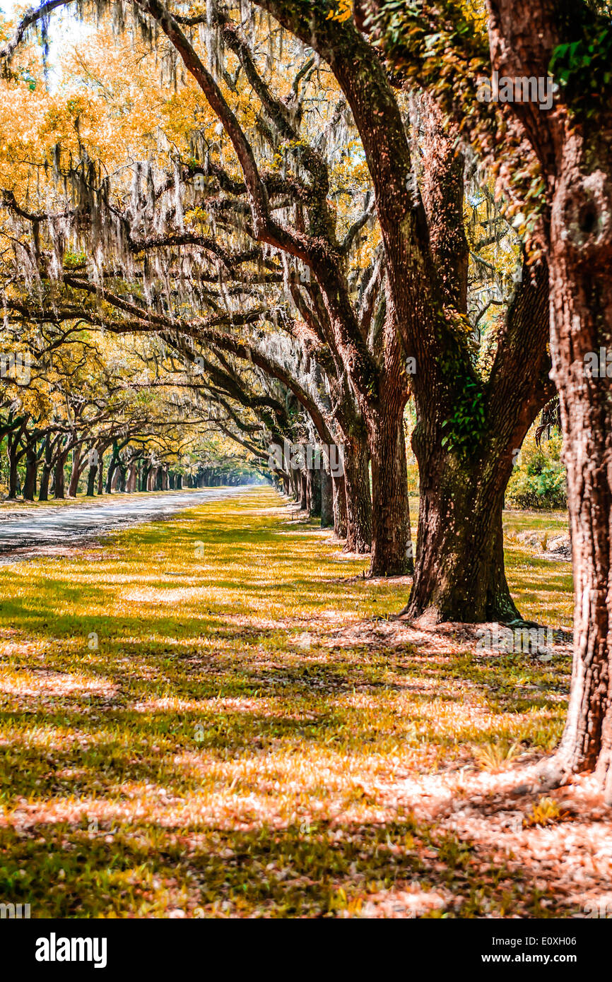 Savannah georgia trees hi-res stock photography and images - Alamy