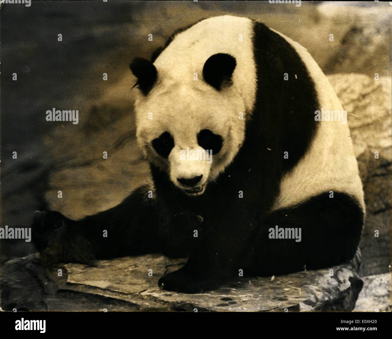Oct. 10, 1966 - Chi-chi is back home; London Zoo's giant panda Chi-chi ...