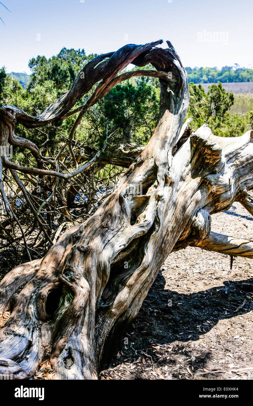Dead dried out tree on the edge of the Salt Marsh nr Savannah GA Stock ...