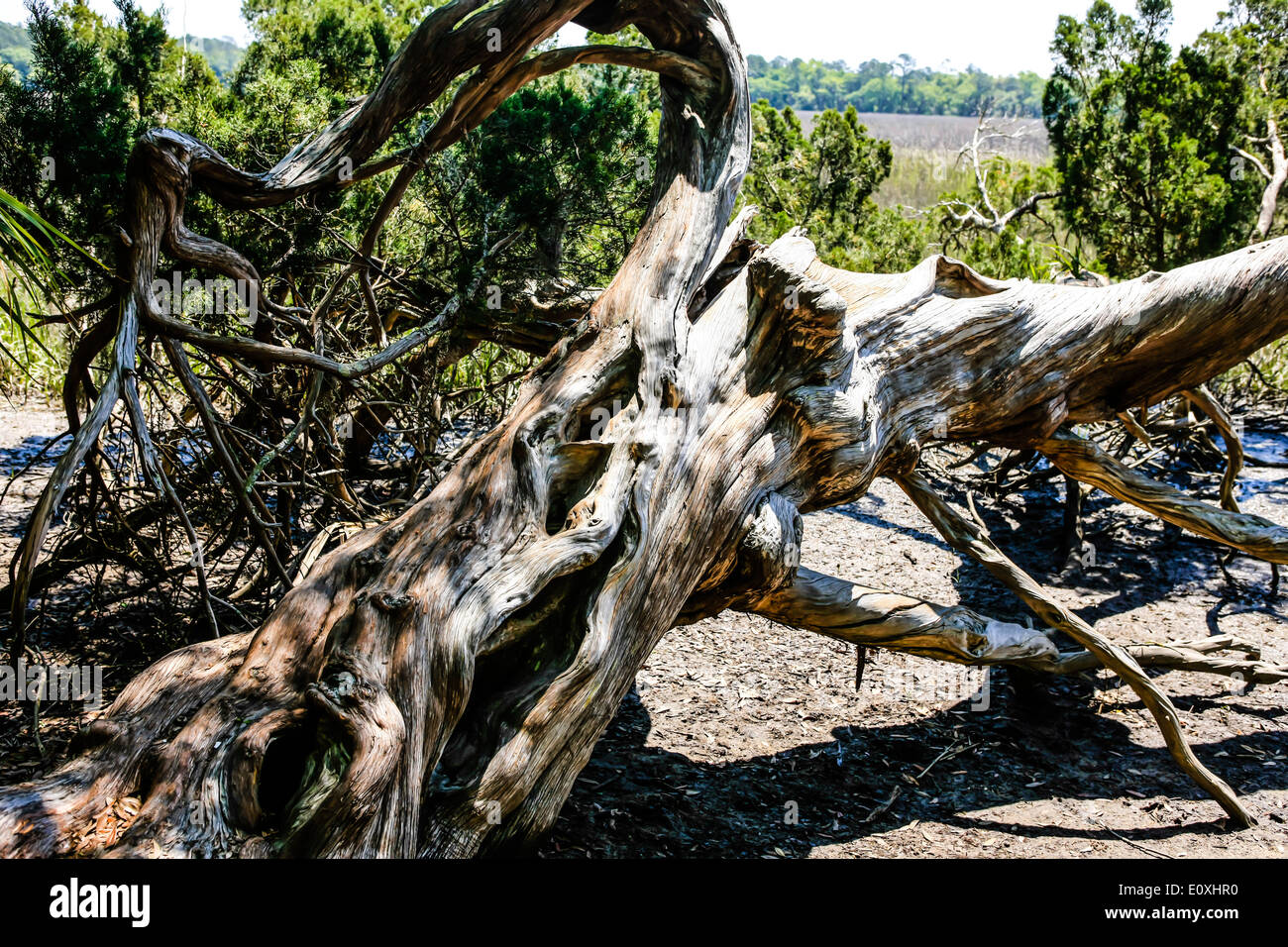 Contorted trunk hi-res stock photography and images - Alamy