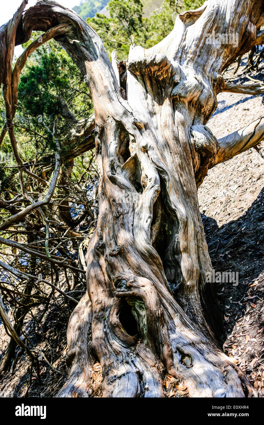 Twisted tree branches hi-res stock photography and images - Alamy