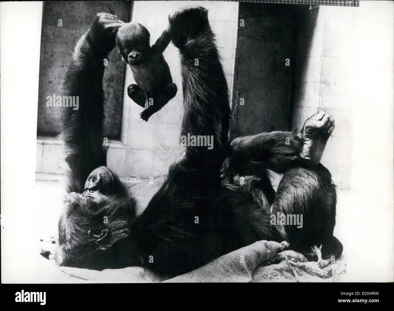 Jan. 01, 1967 - Gorilla mom ''Adulla'' is completely devoted to her ...