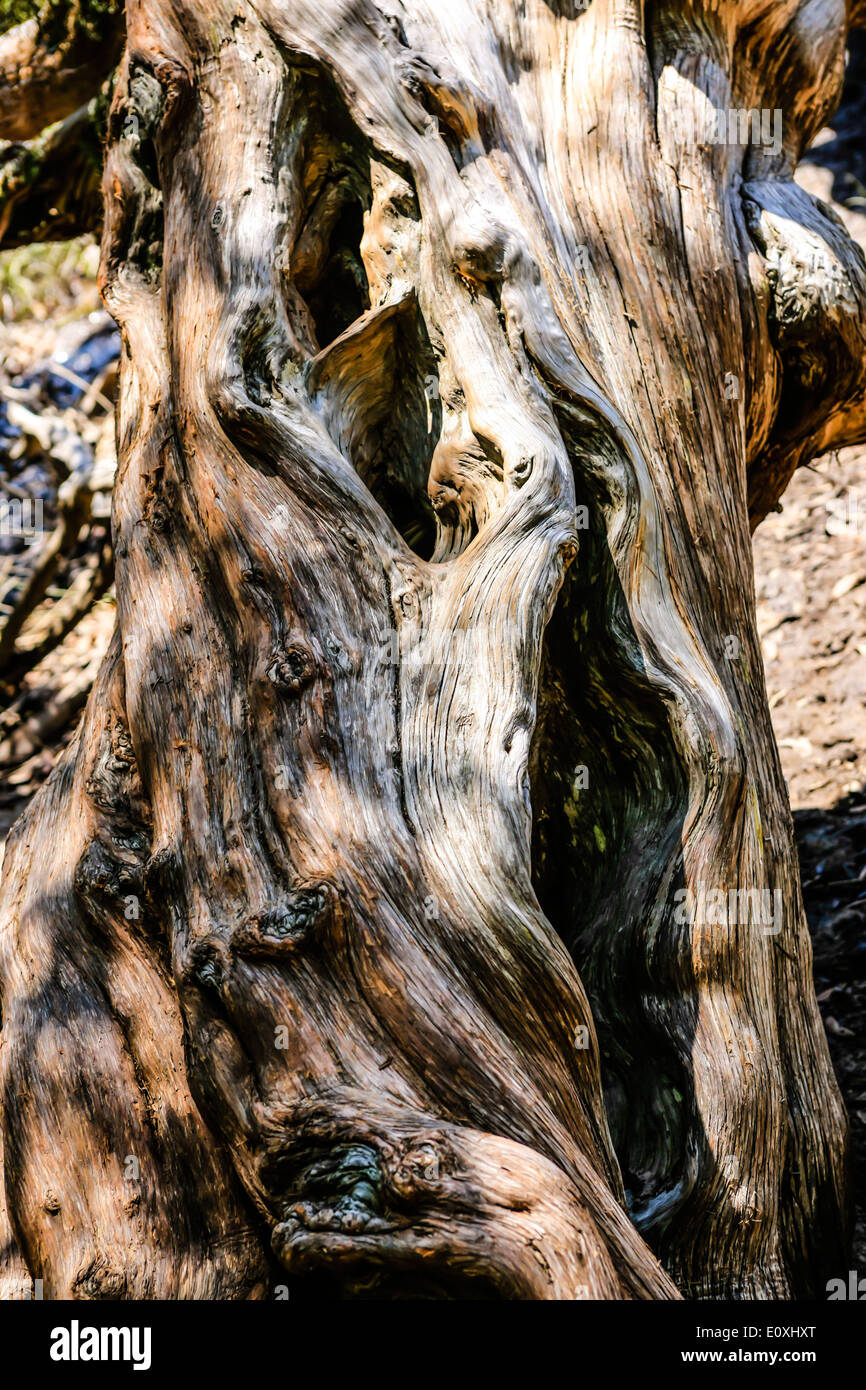 Bent dead tree hi-res stock photography and images - Alamy