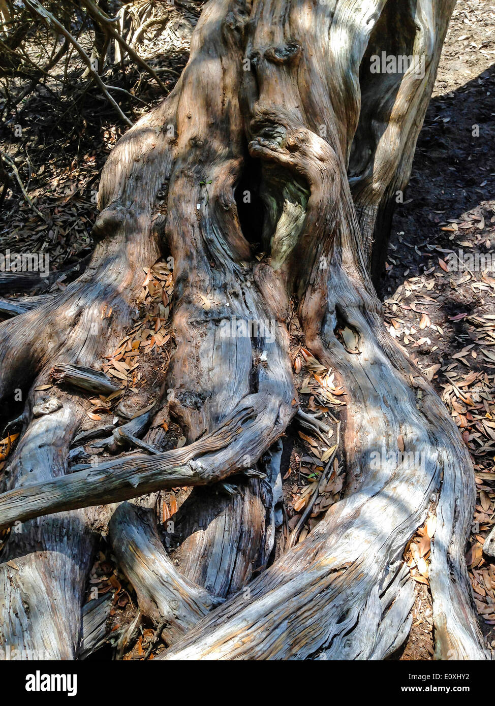 Twisted dried timber hi-res stock photography and images - Alamy