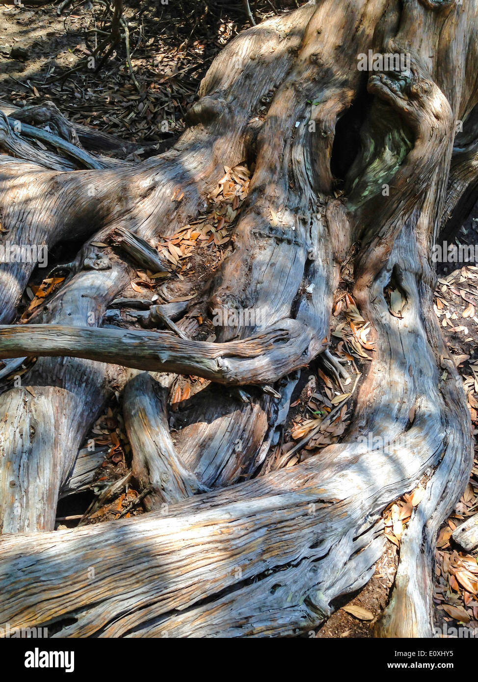Bowed trunk hi-res stock photography and images - Alamy