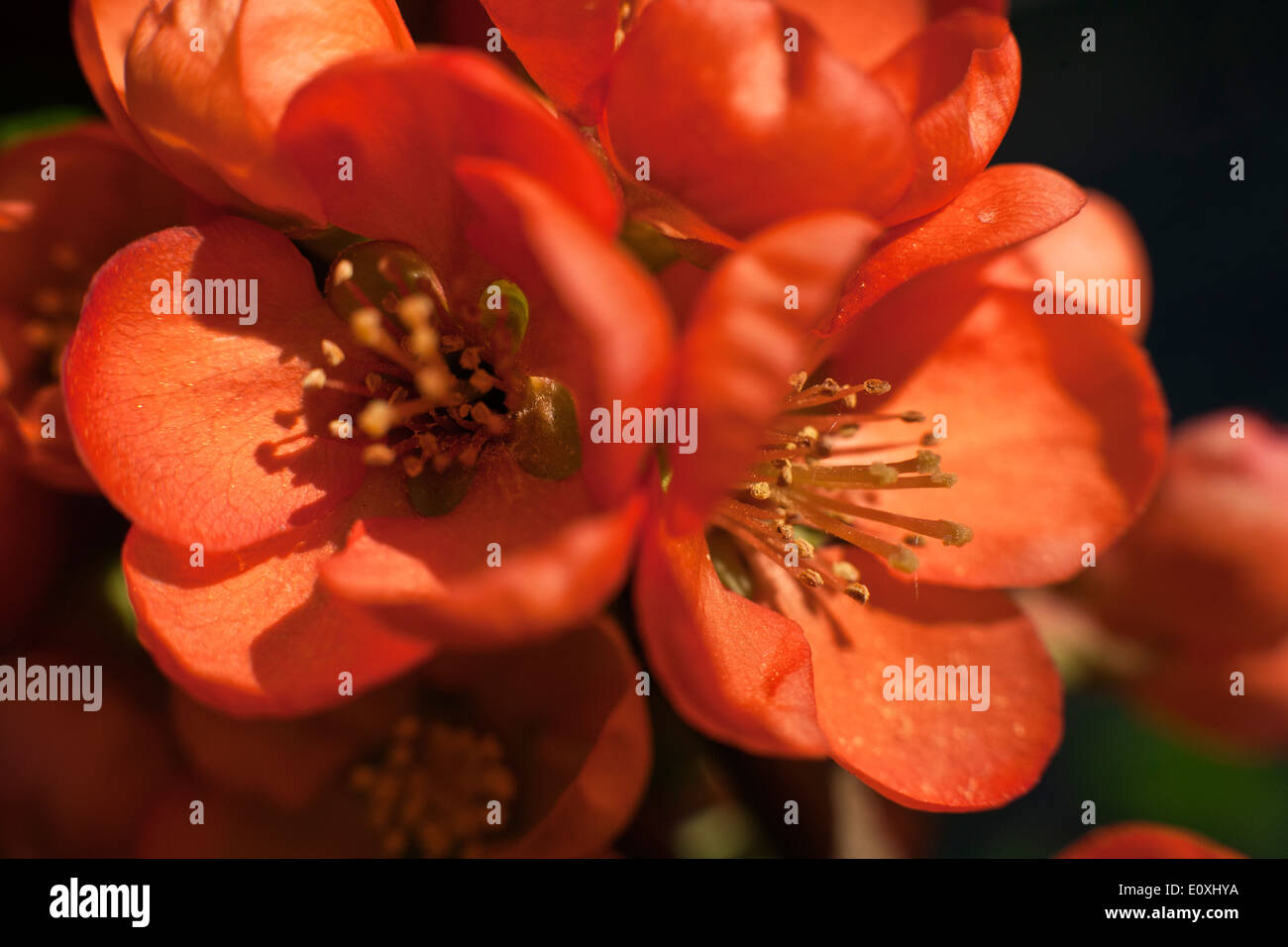 Blooming Maules Quince or Japanese Quince Chaenomeles japonica flowers ...