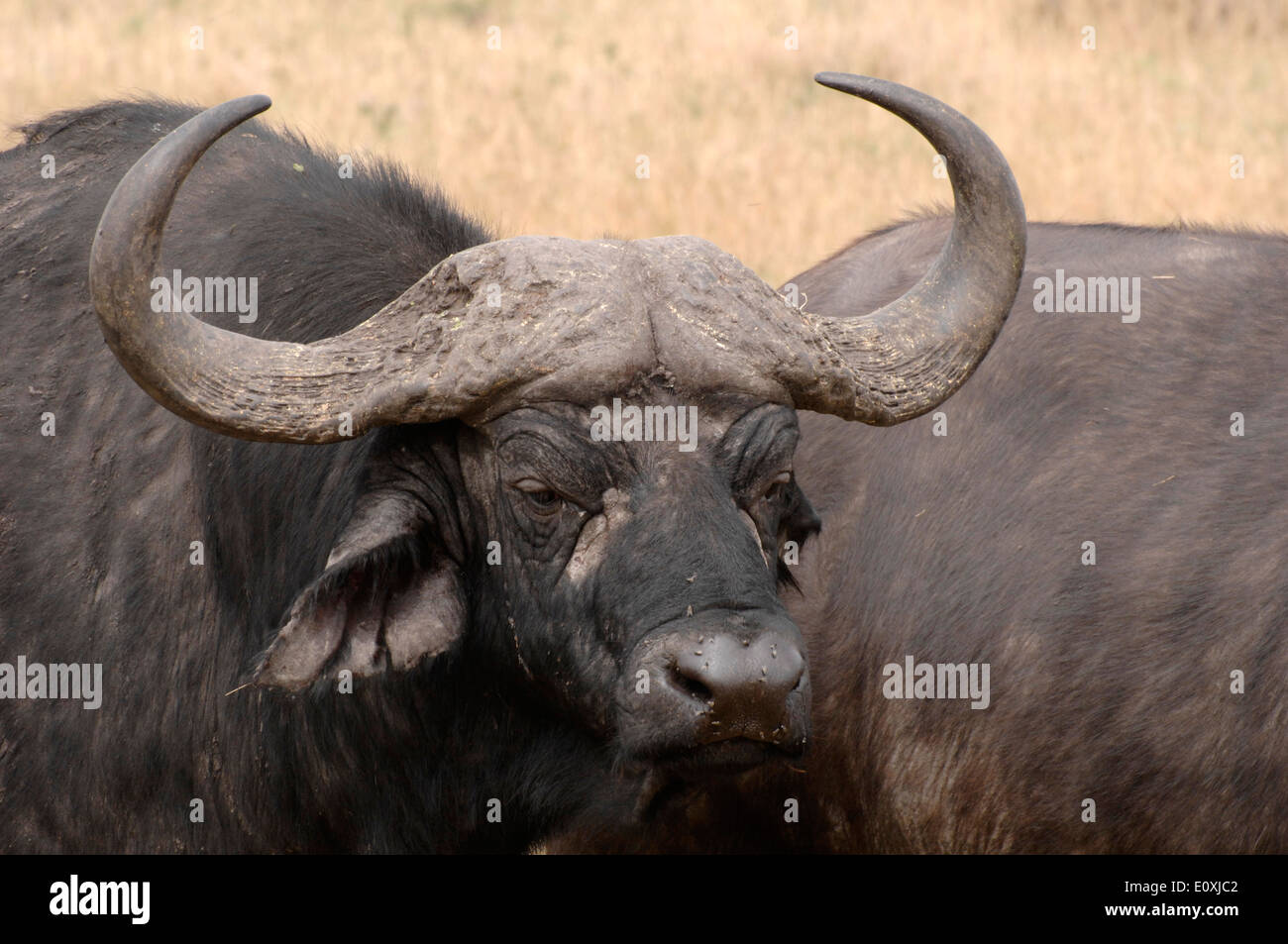 Male water buffalo hi-res stock photography and images - Alamy