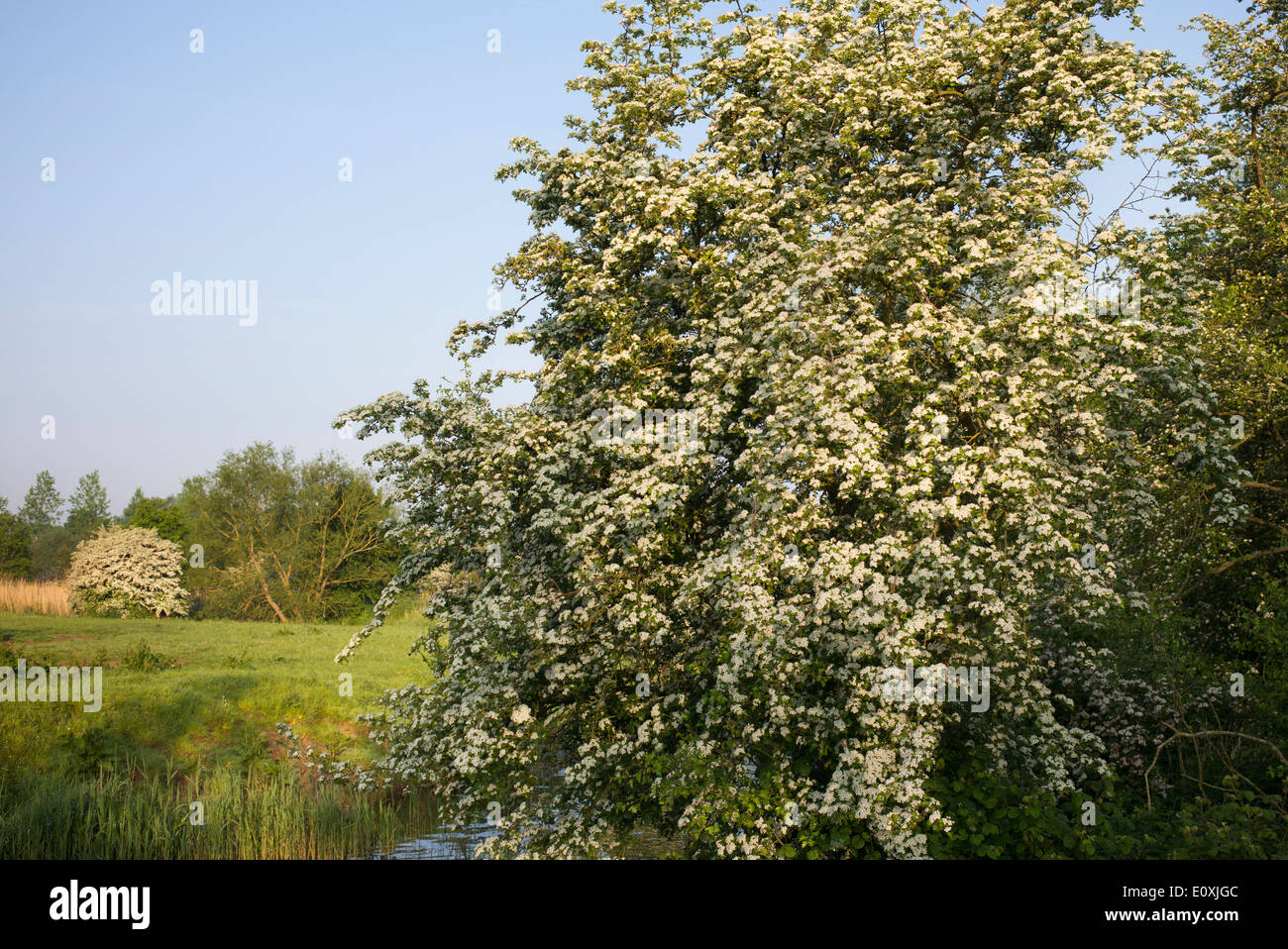 English hawthorn hi-res stock photography and images - Alamy