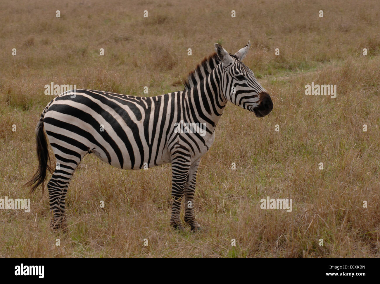 Adult zebra hi-res stock photography and images - Alamy