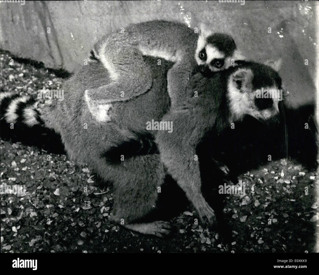 May 05, 1967 - Press Preview Of The Charles Clore Pavilion For Mammals ...