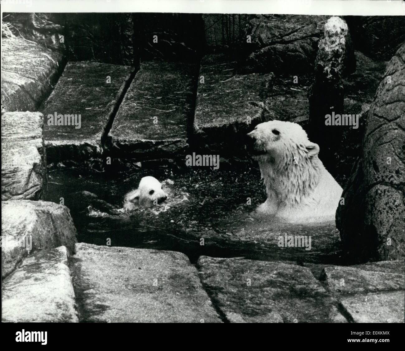 First bath for polar cub hi-res stock photography and images - Alamy
