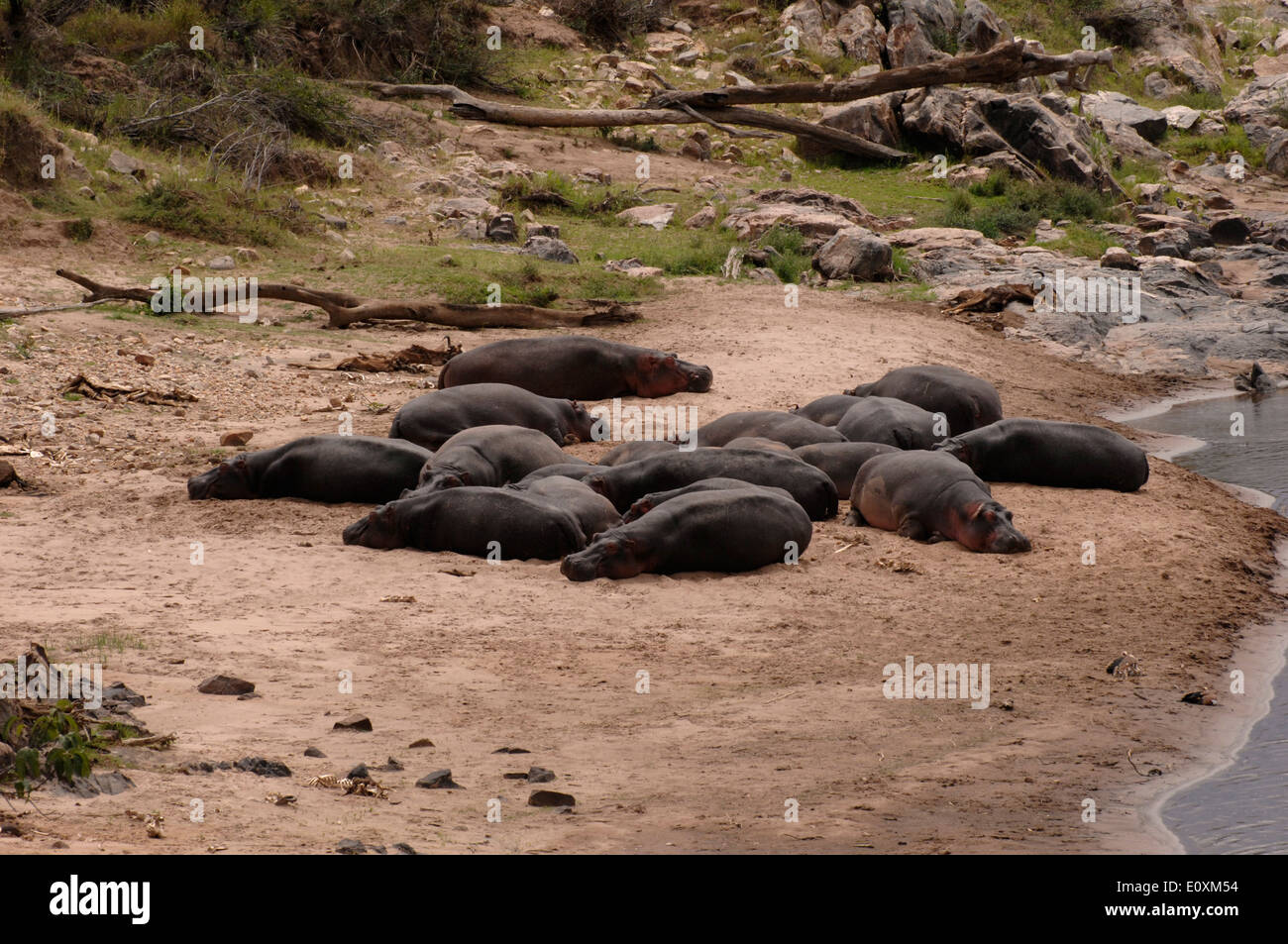 Bloat of hippos hi-res stock photography and images - Alamy