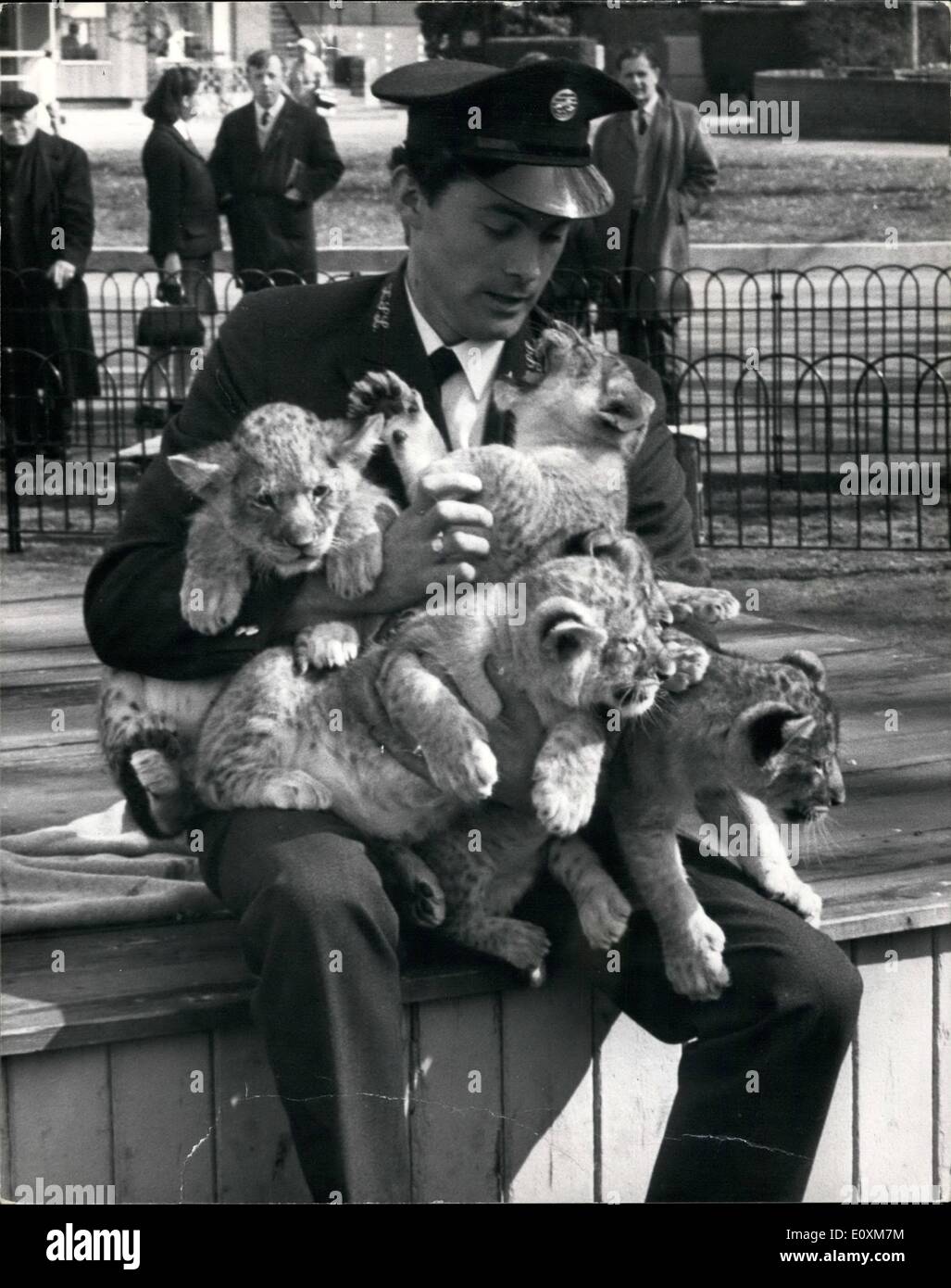 Apr. 04, 1967 - Lion Cub Quins Pose At The Zoo: The London Zoo's lion ...