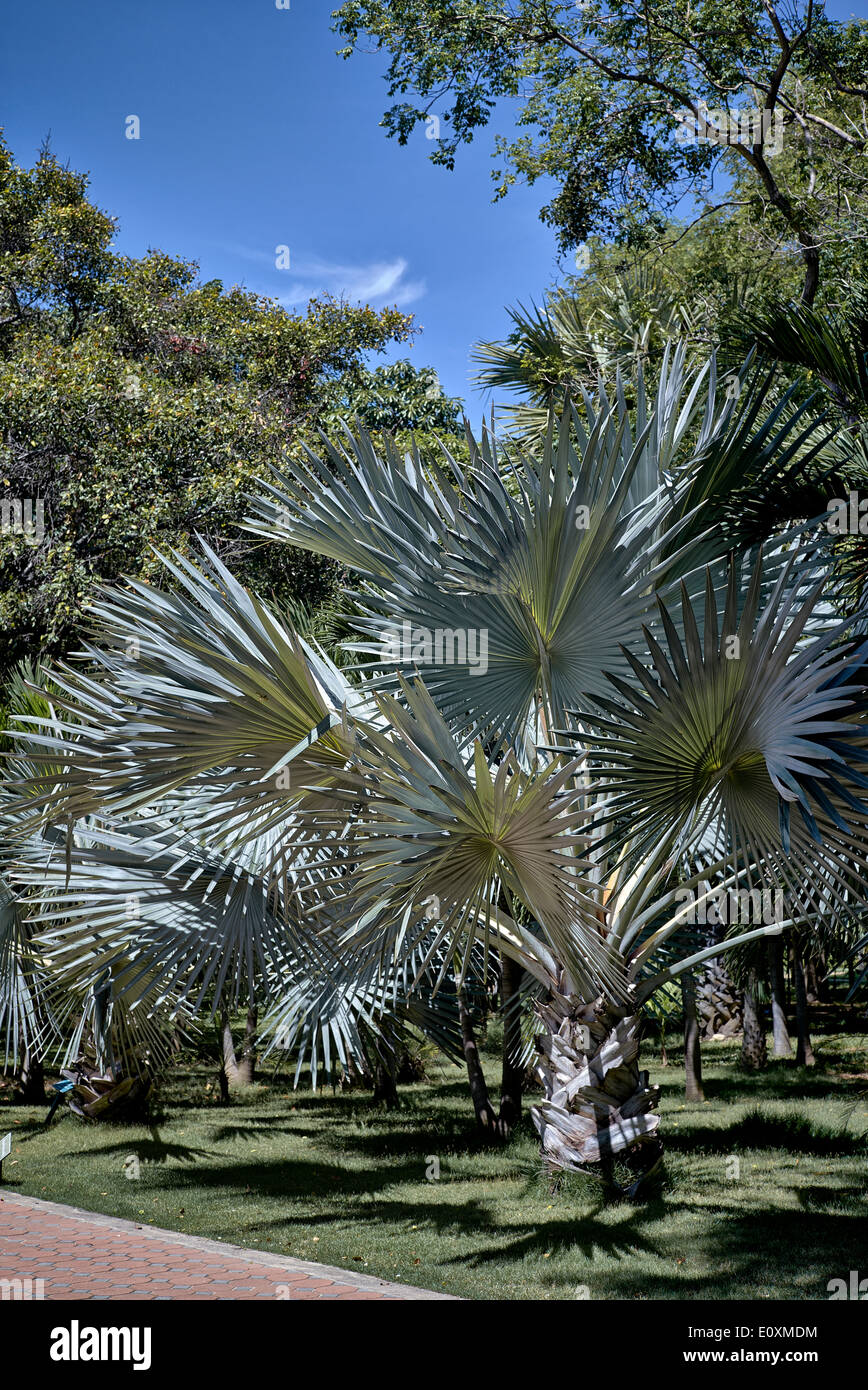 Bismarckia Nobilis Png - emsekflol.com