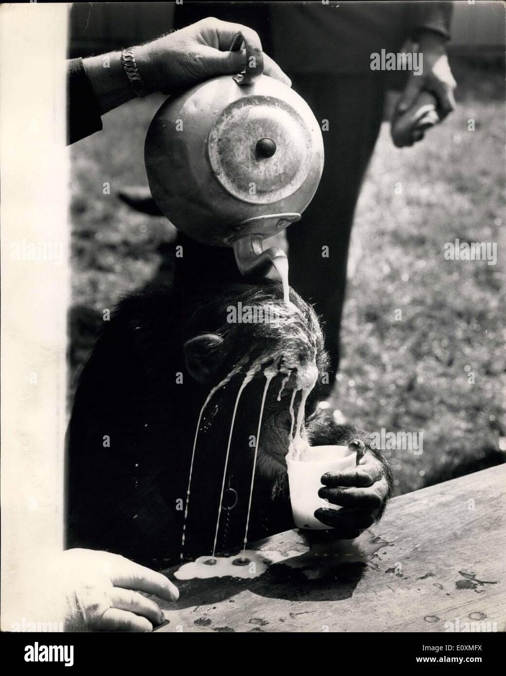 Chimps tea party hi-res stock photography and images - Alamy