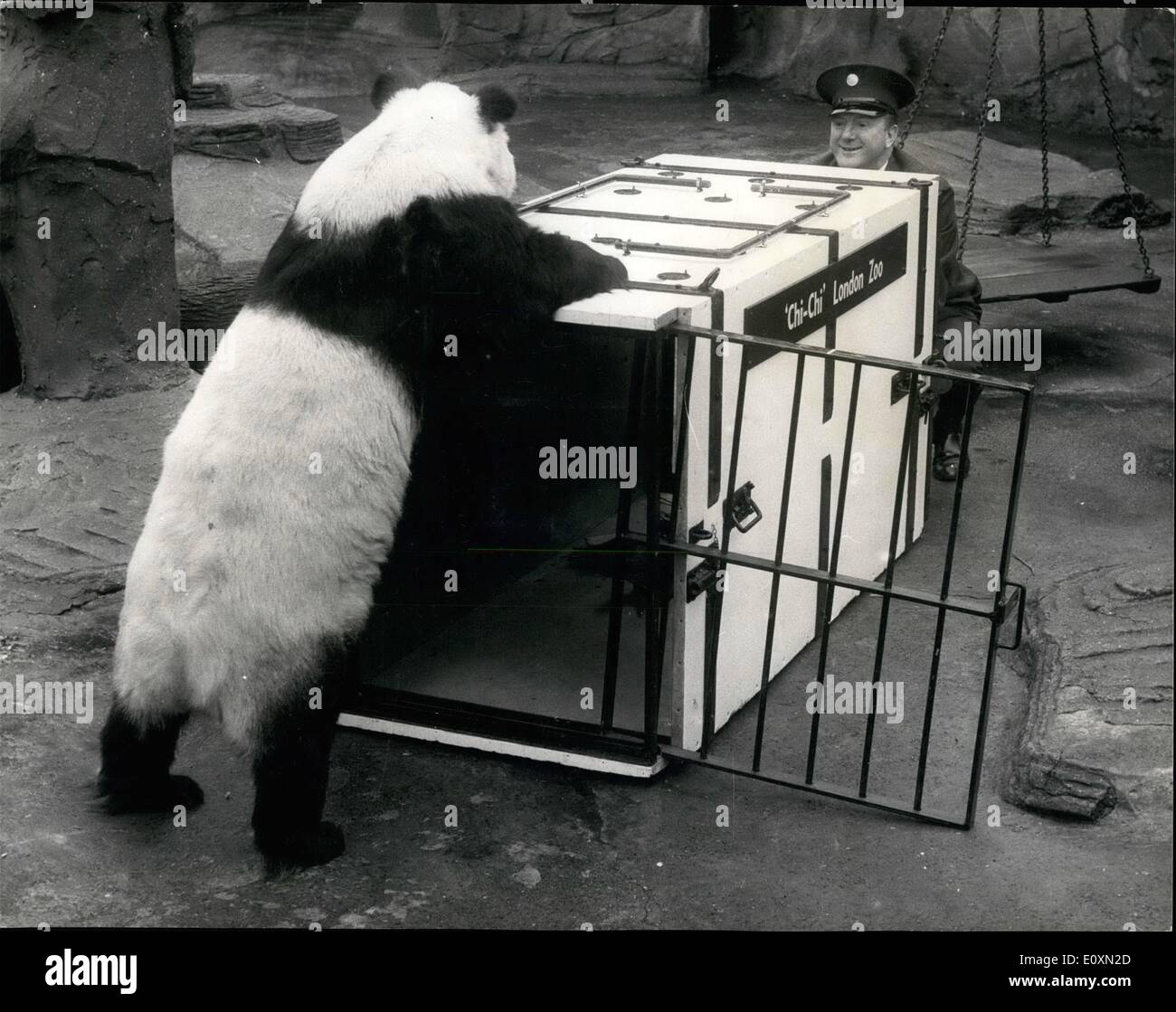 Chi chi panda hi-res stock photography and images - Alamy