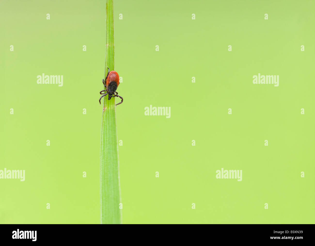 Macro picture of a small red tick insect on a green plant leaf Stock ...
