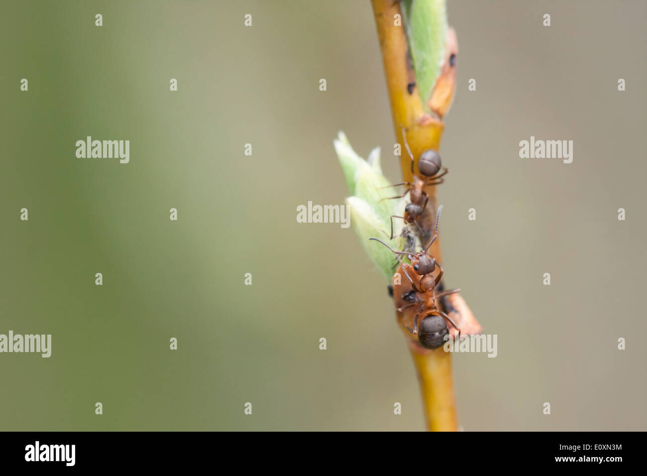 Insect spray hi-res stock photography and images - Alamy