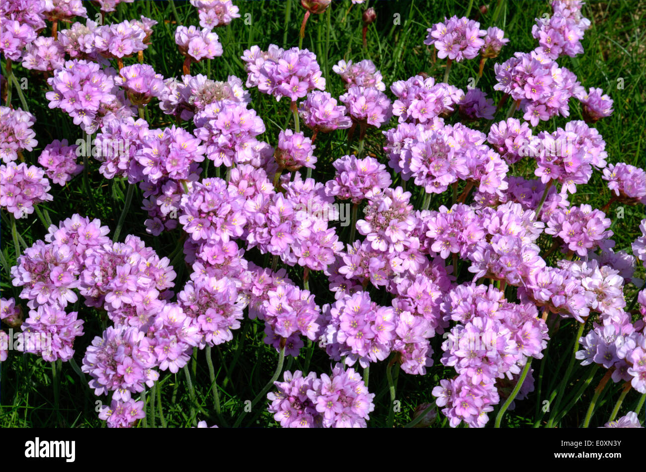 Armeria Thrift flowers in Spring Stock Photo - Alamy