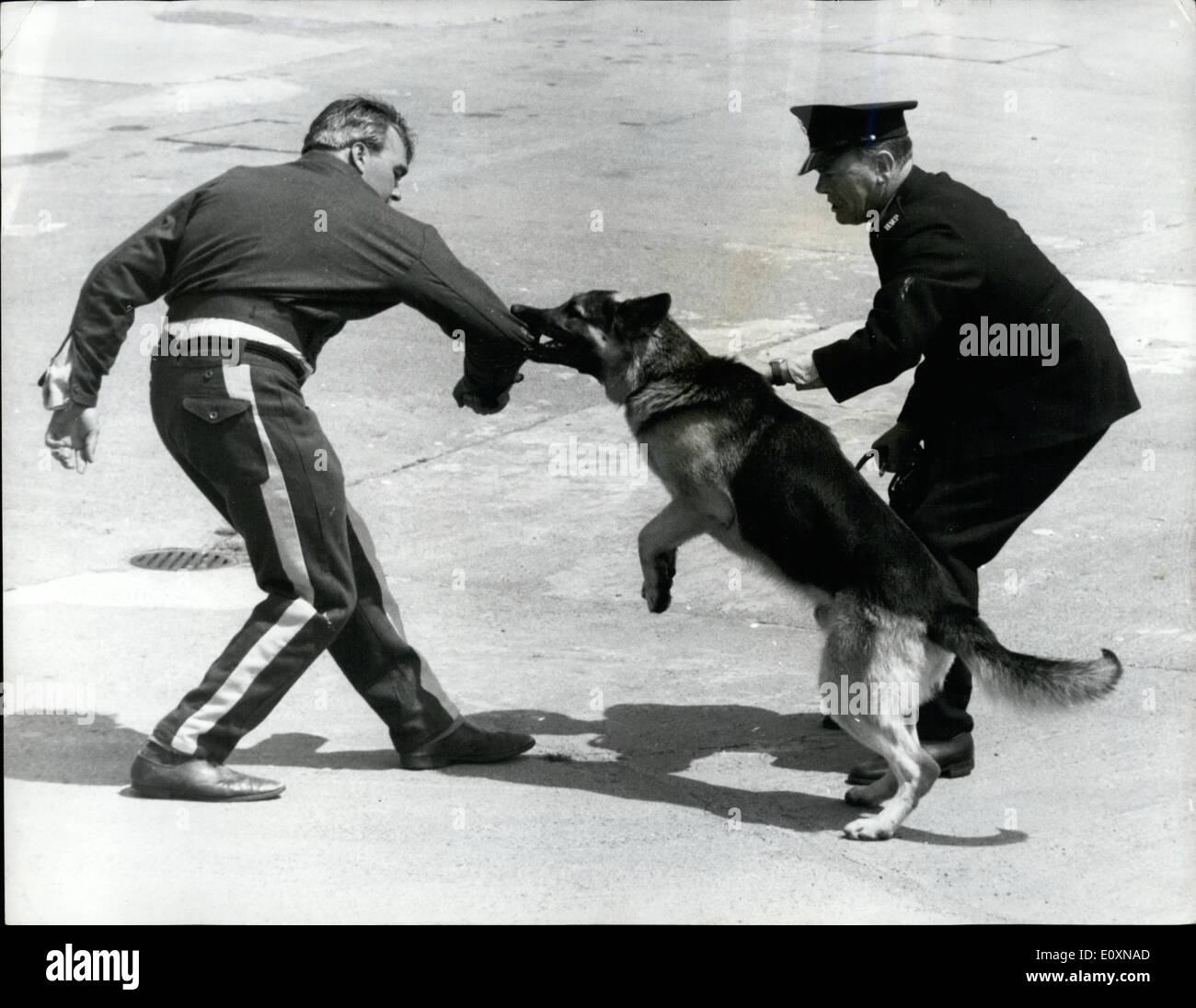 Black Dolphin Prison Dogs