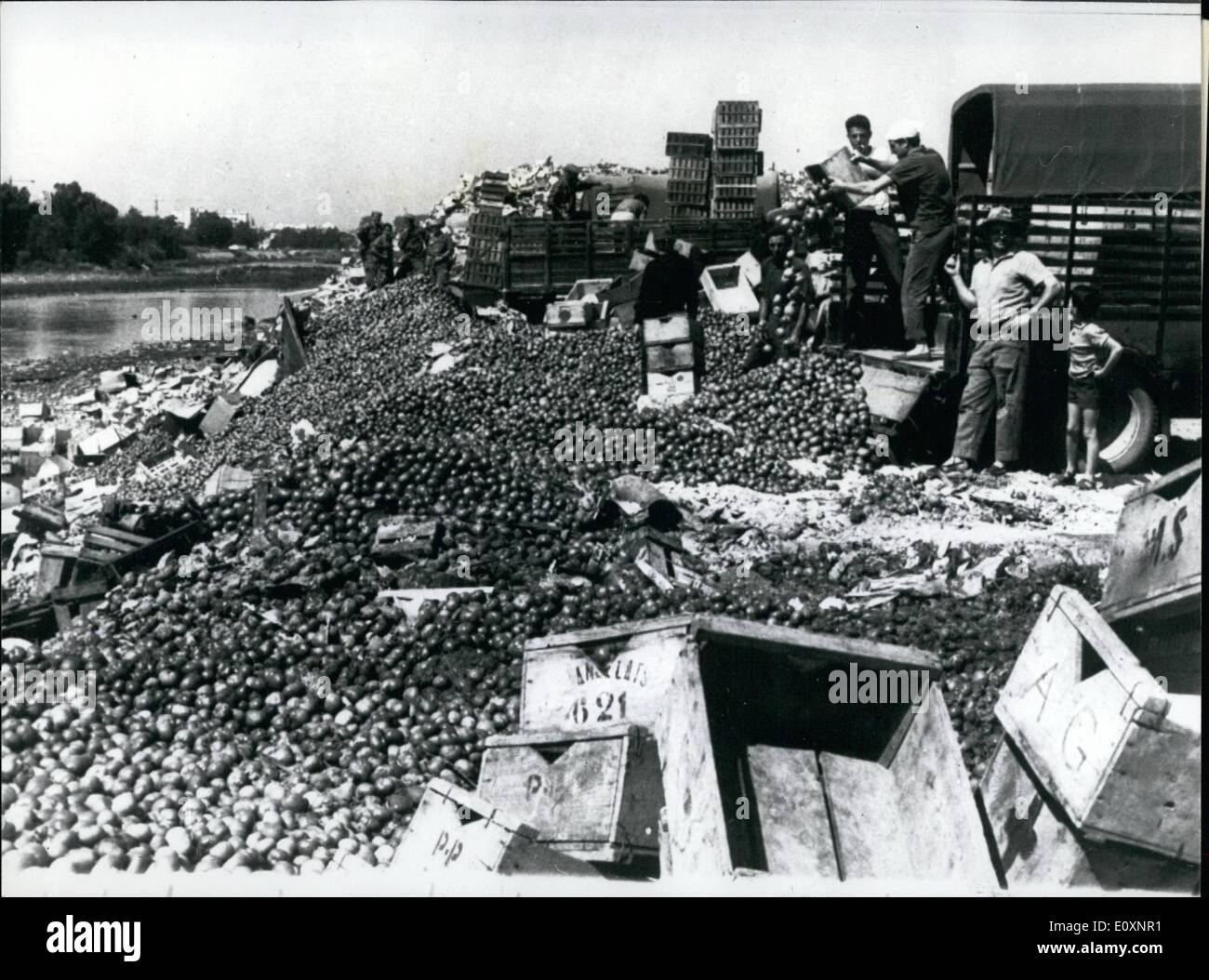 Tomato growers hi-res stock photography and images - Alamy
