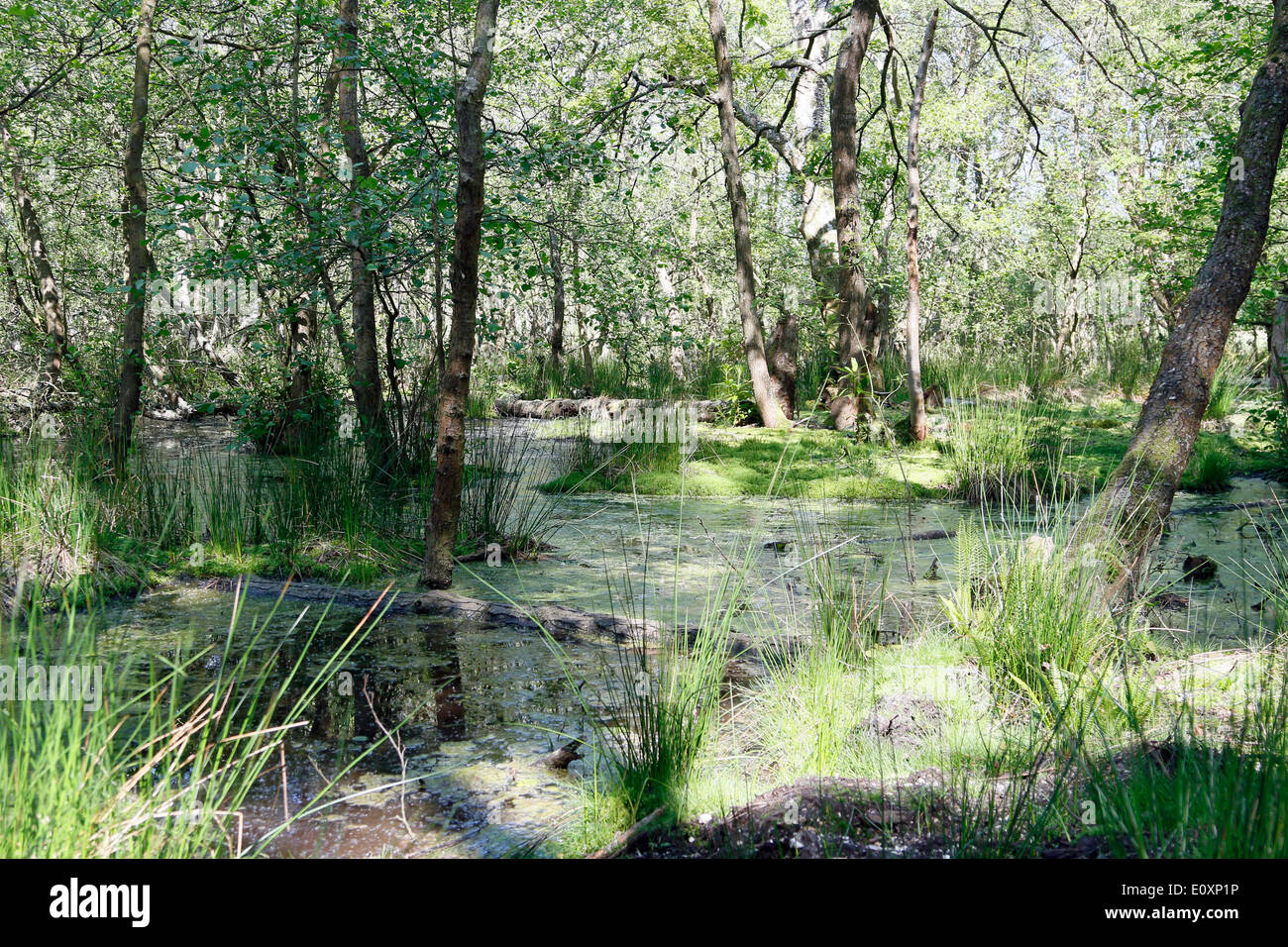 Swamp setting hi-res stock photography and images - Alamy