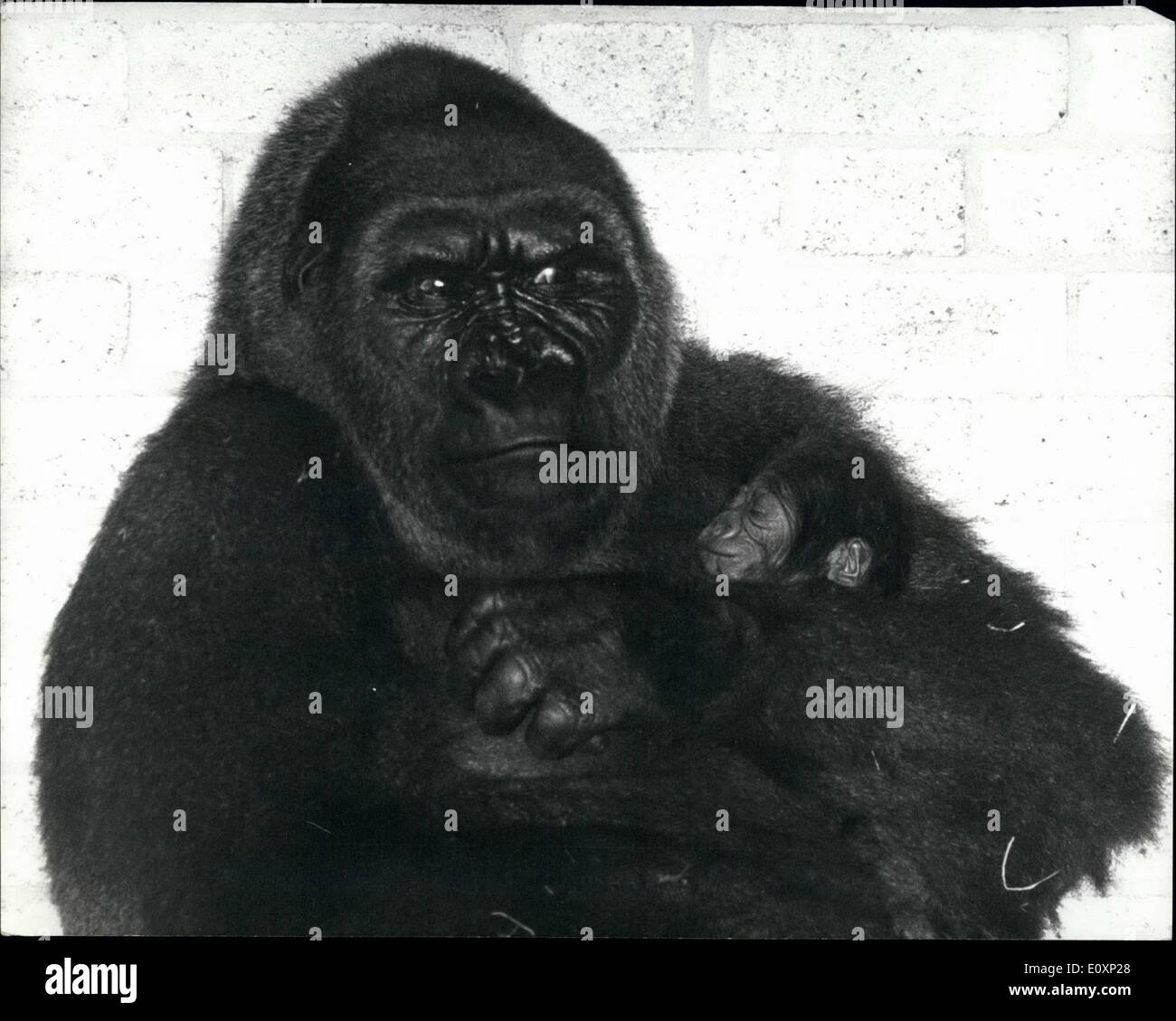 Jul. 07, 1967 - New Baby Gorilla Born At London Zoo: Lomie, the 11-year ...