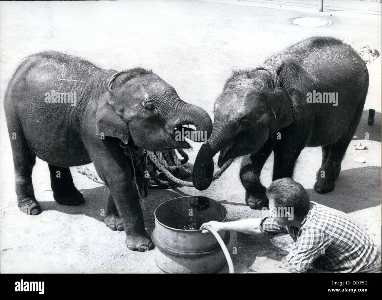 Jul. 19, 1967 - These two baby elephants were purchased by the Circus ...