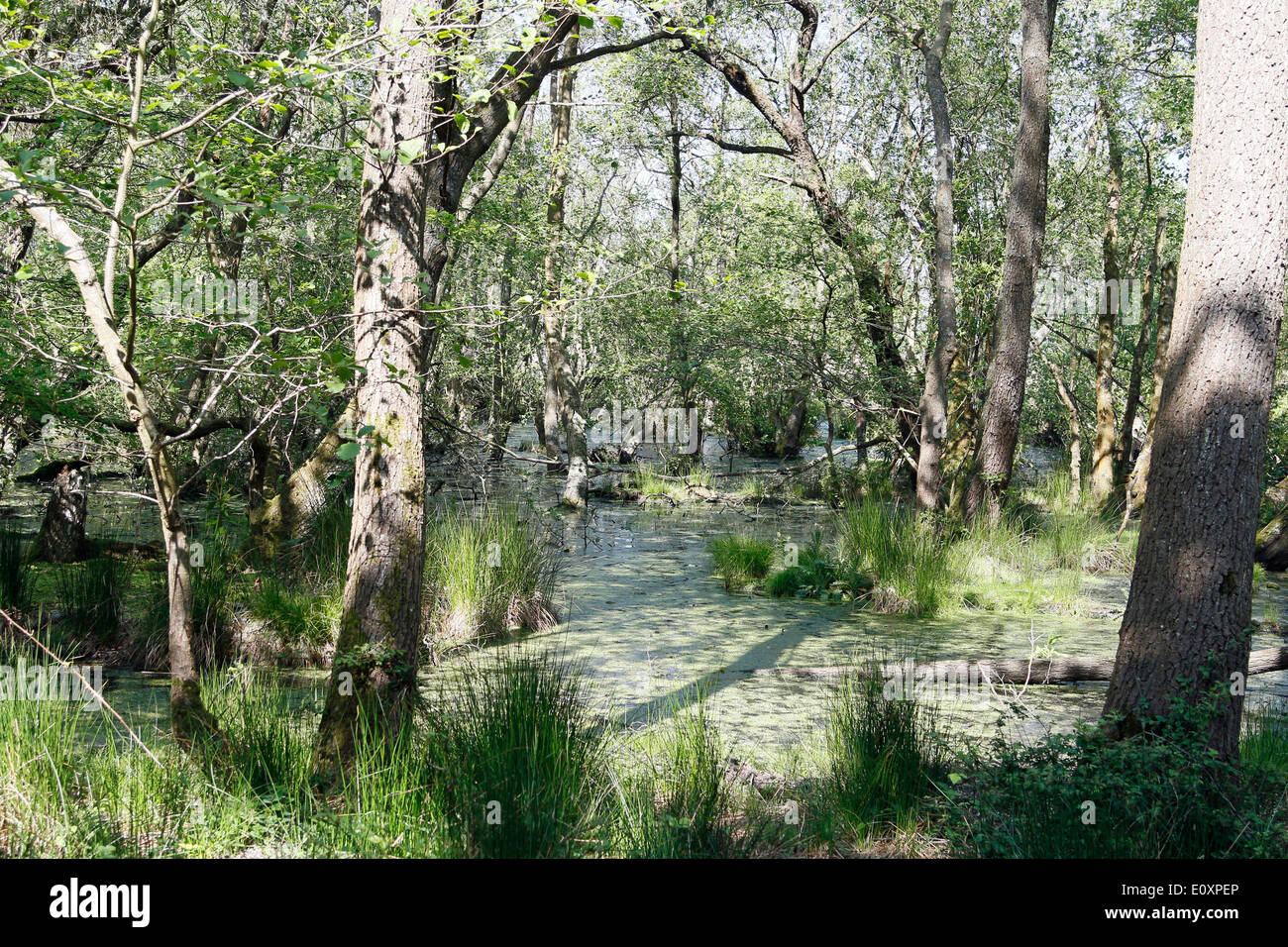 Waterlogged marsh hi-res stock photography and images - Alamy