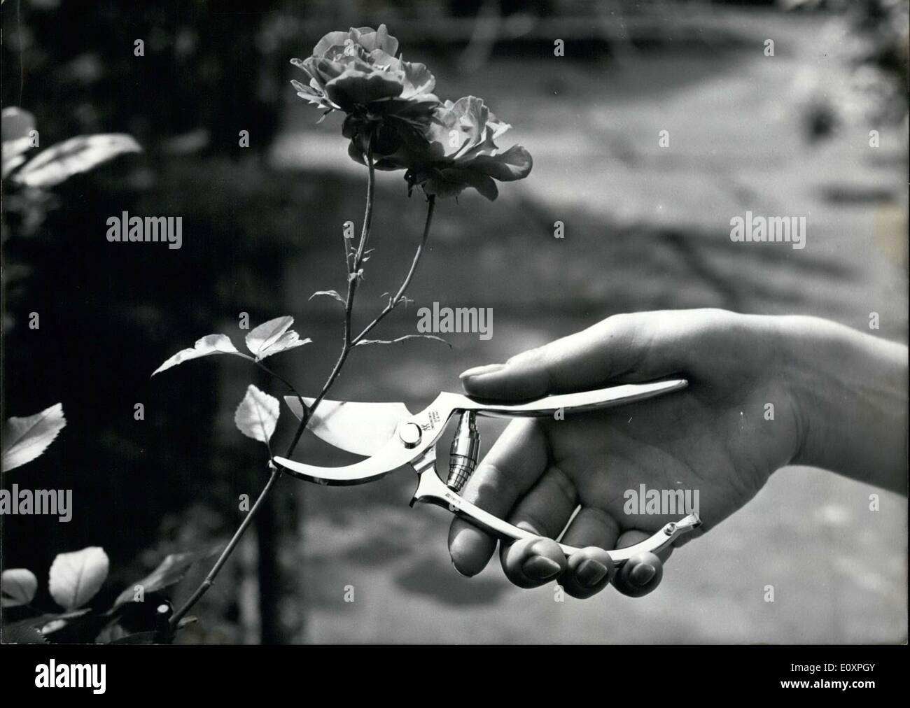 Bleeding rose hi-res stock photography and images - Alamy