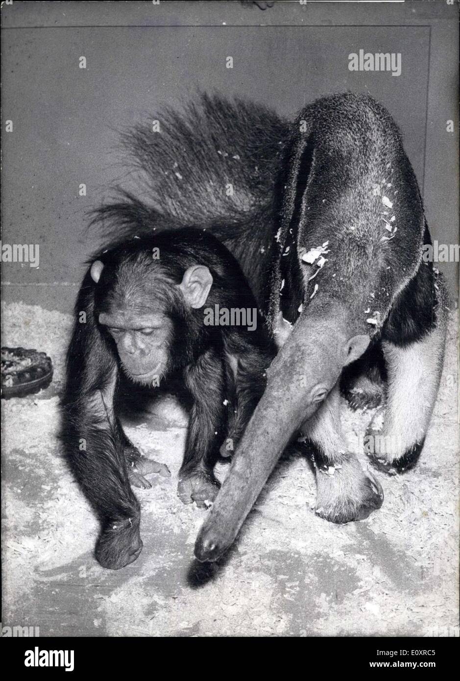 Chimpanzee nose hi-res stock photography and images - Alamy