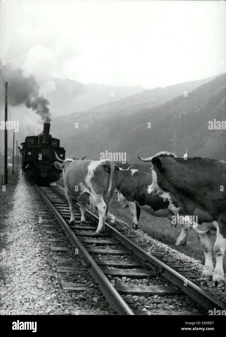 Oct. 19, 1967 - This engineer better take these cattle ''beastly ...