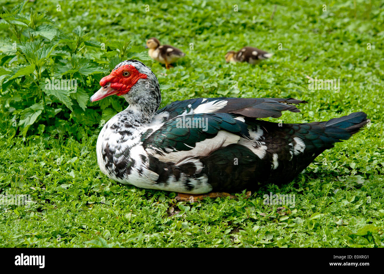 Female muscovy duck hi-res stock photography and images - Alamy