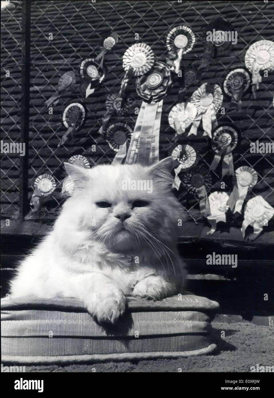 Coylum marcus is hi-res stock photography and images - Alamy