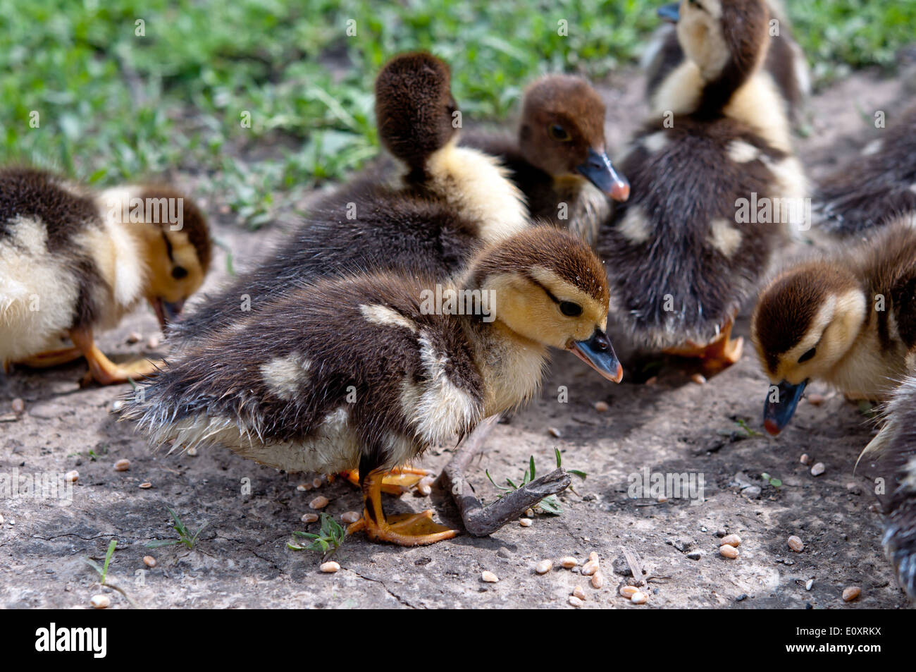muscovy duck chickens close up Stock Photo - Alamy