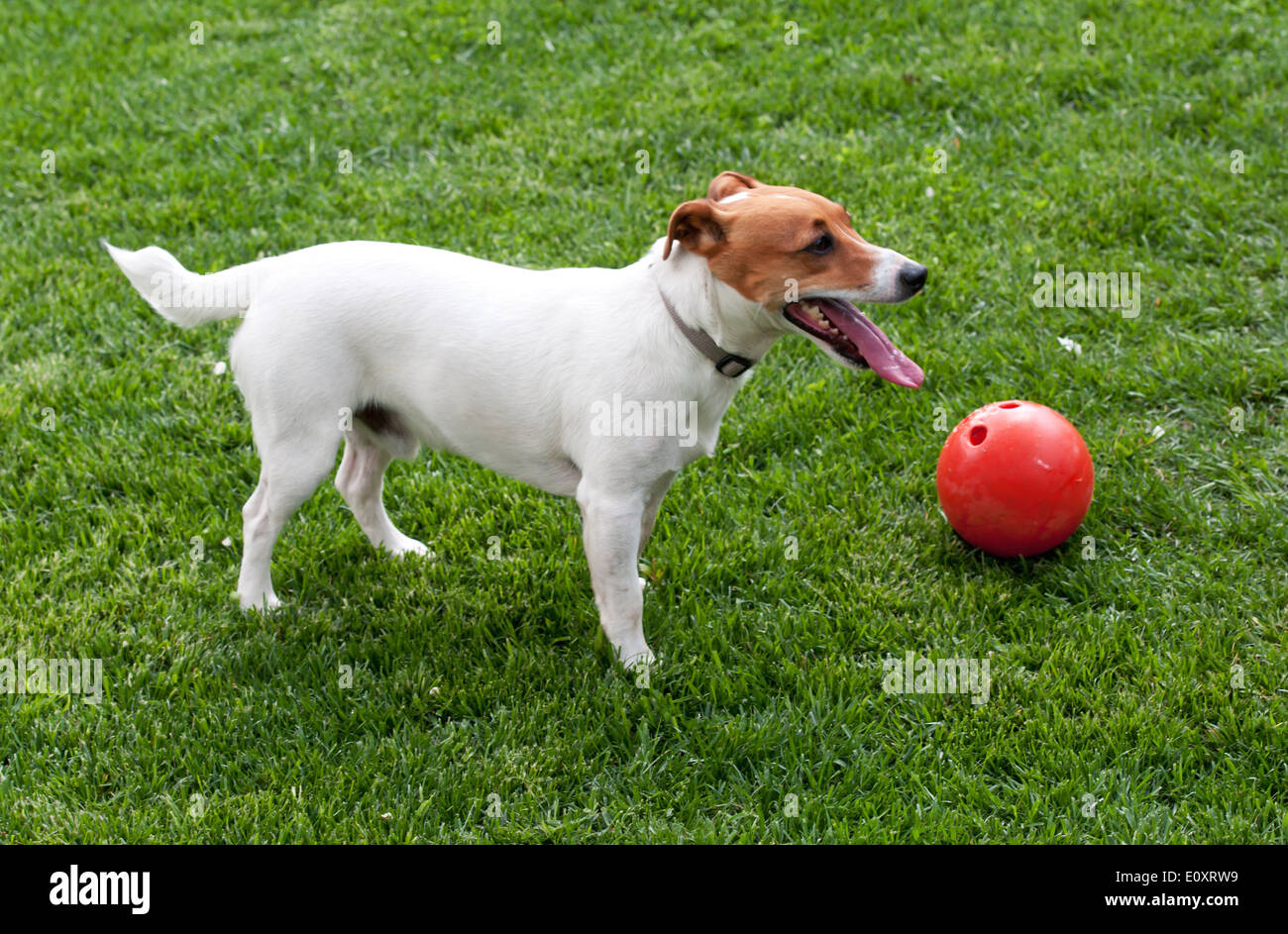 Jack russel on spring hi-res stock photography and images - Alamy
