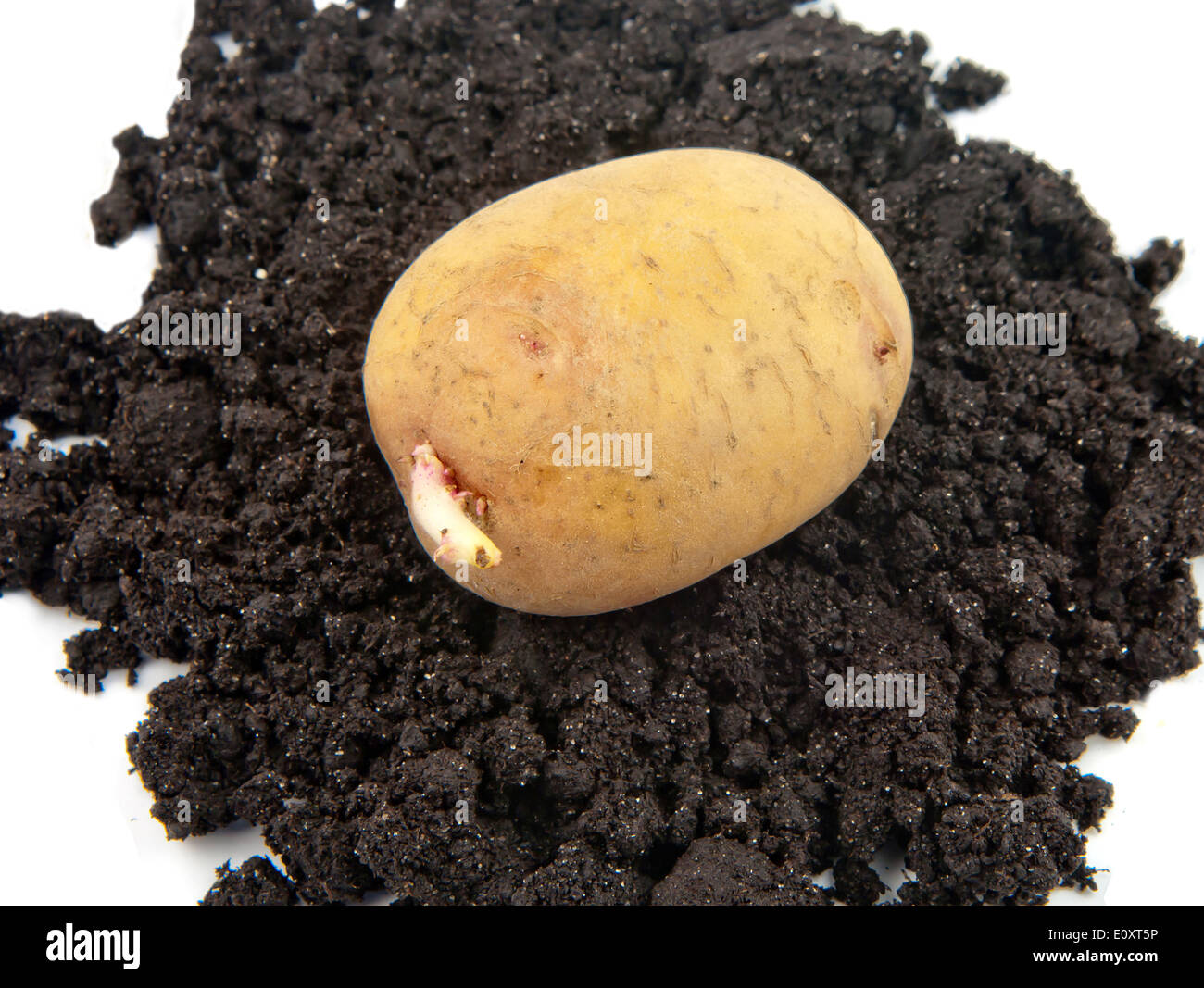 planting potato tuber into the ground Stock Photo - Alamy