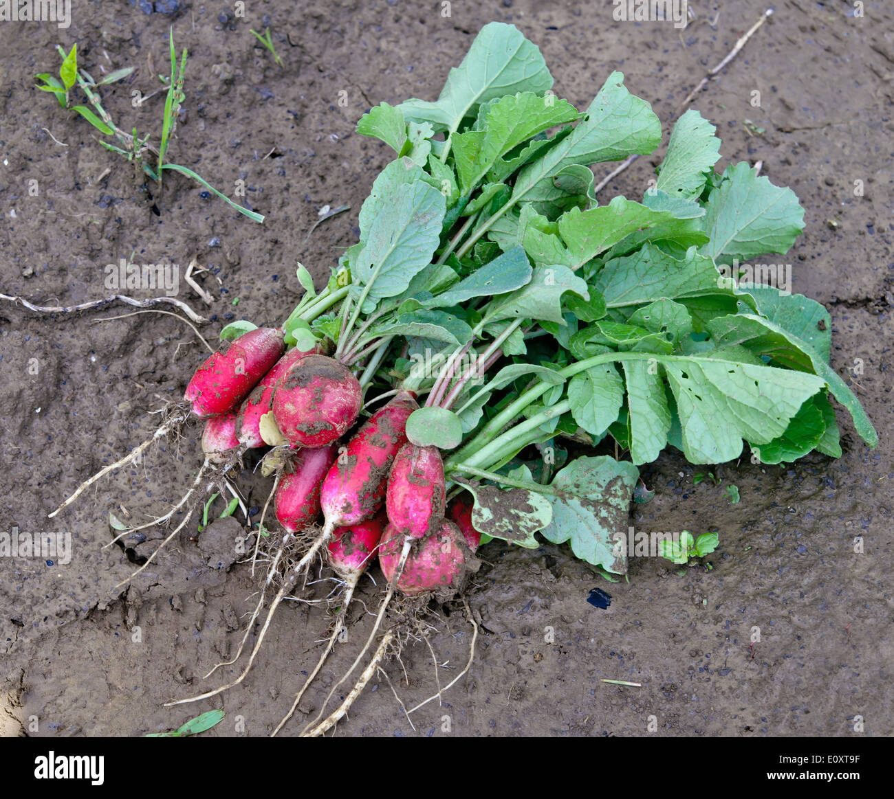 Dirty radishes hi-res stock photography and images - Alamy