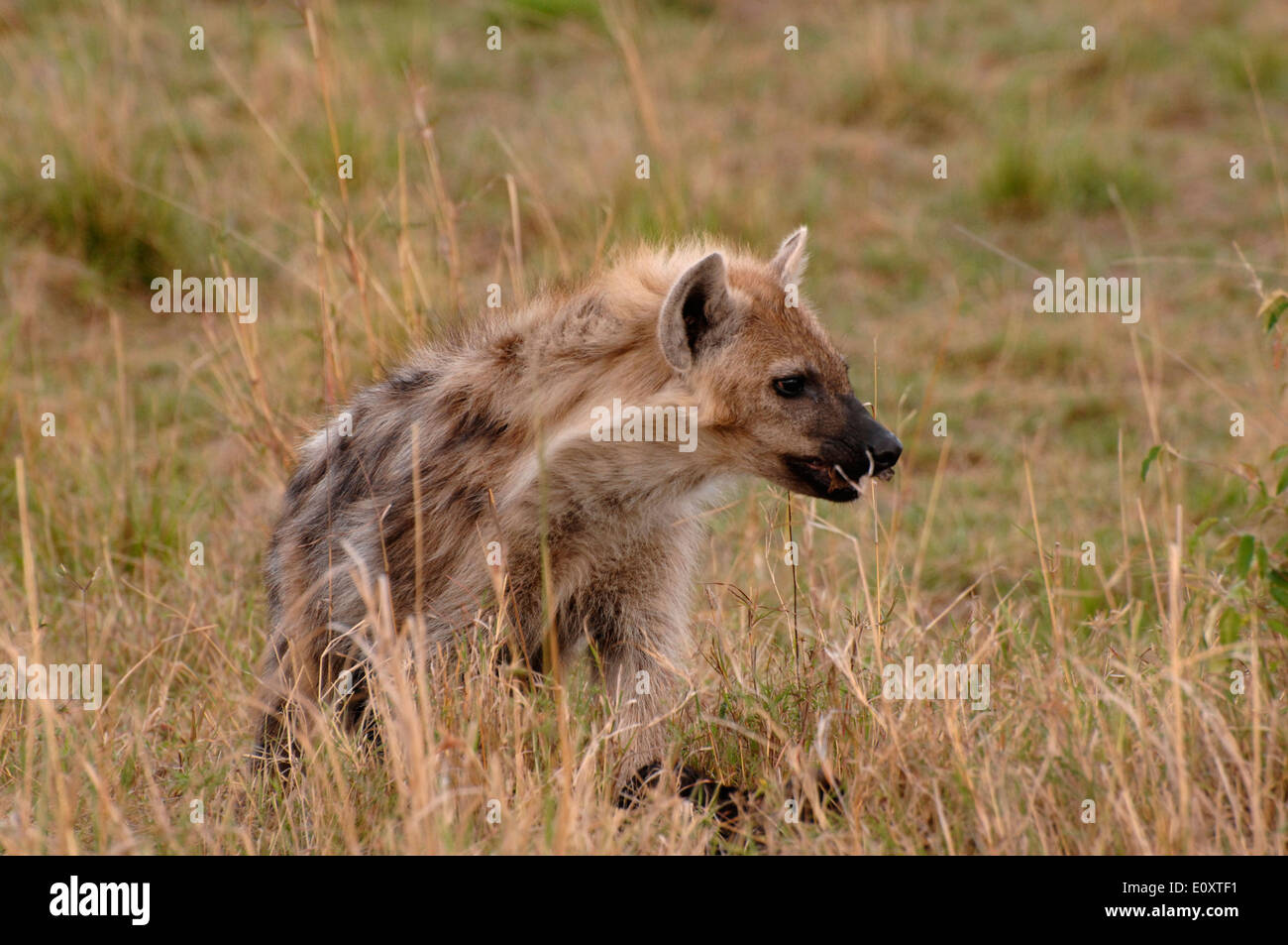 spotted hyena with food item Stock Photo - Alamy