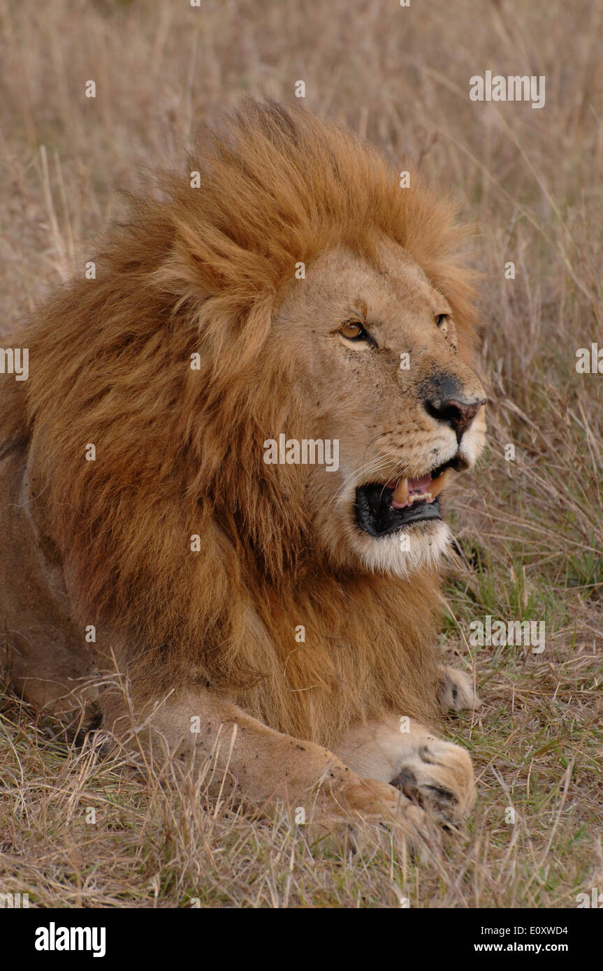 male lion resting on the maasai masai mara plain Stock Photo - Alamy