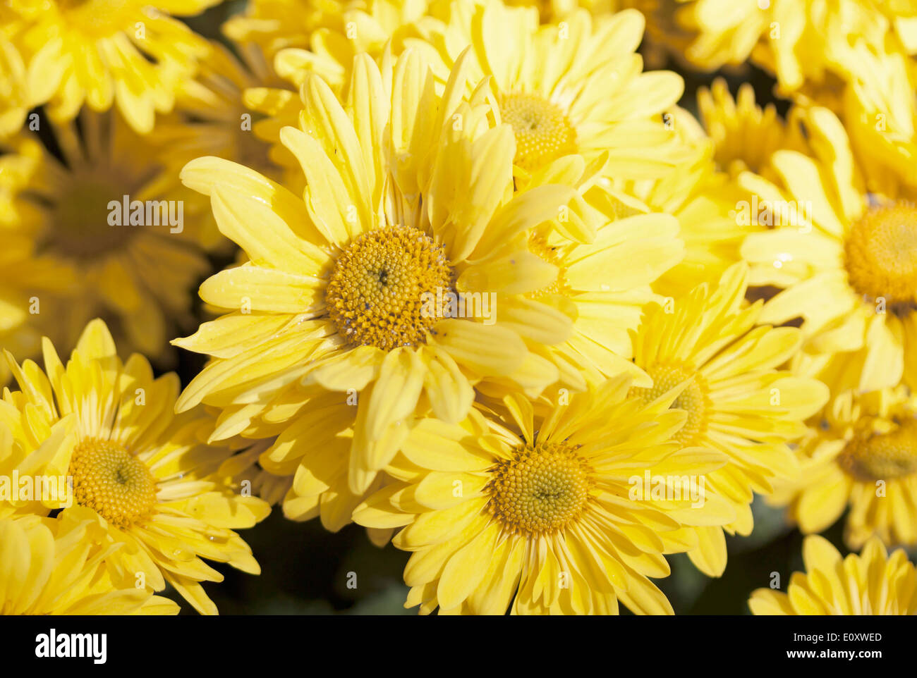 Yellow flowers background texture Stock Photo - Alamy