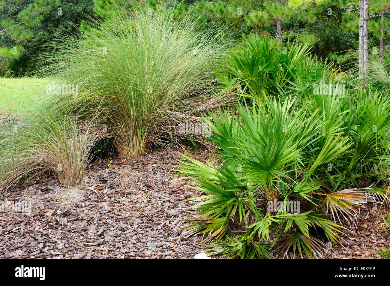Luxuriant bush hi-res stock photography and images - Alamy