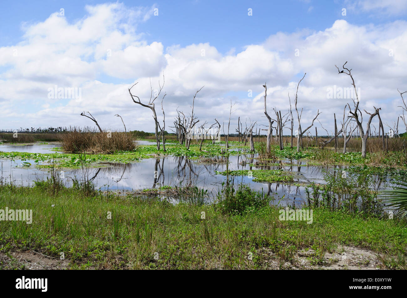 Wetland landscape hi-res stock photography and images - Alamy