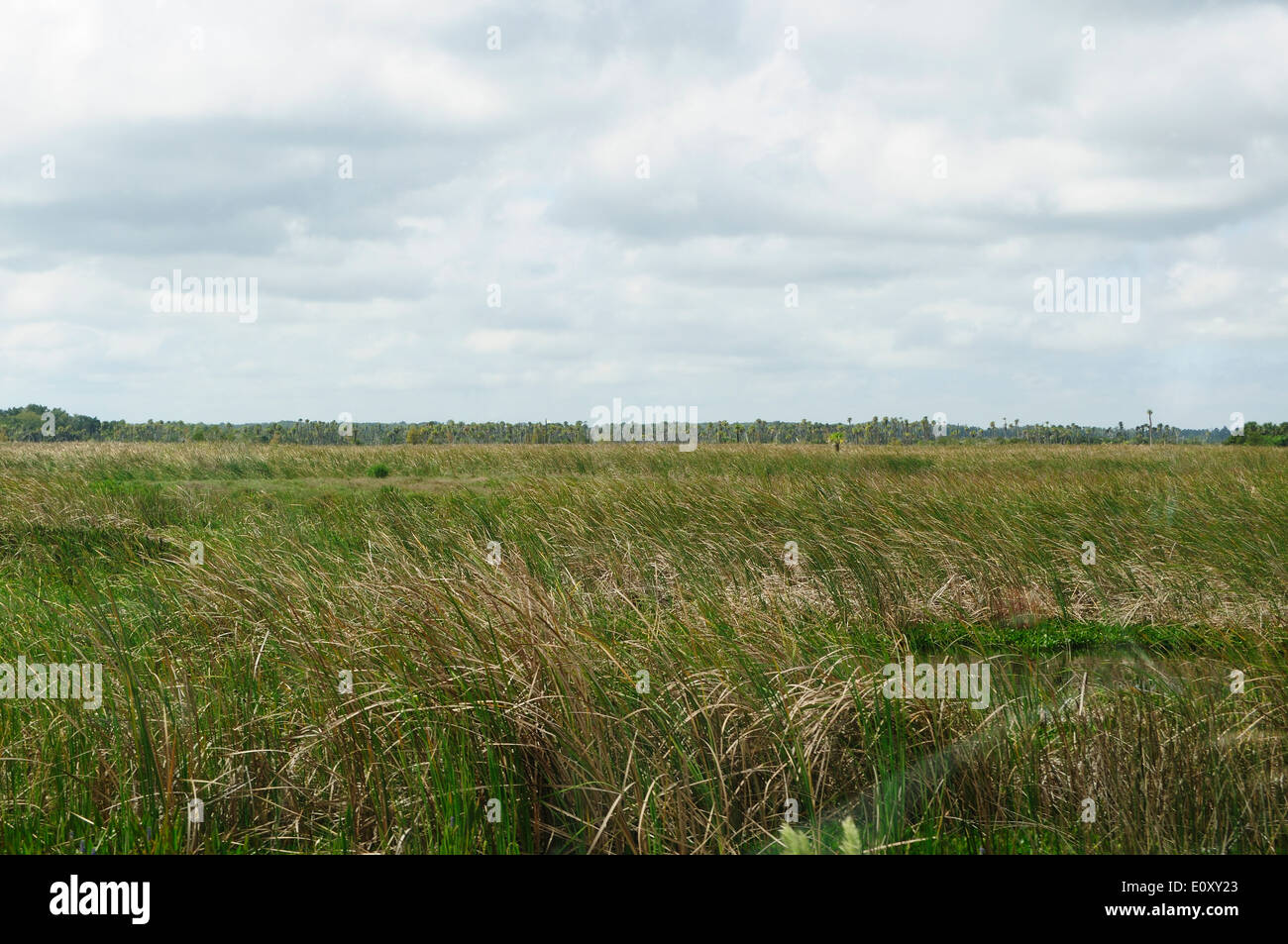 green field in the wilderness of Florida USA Stock Photo - Alamy