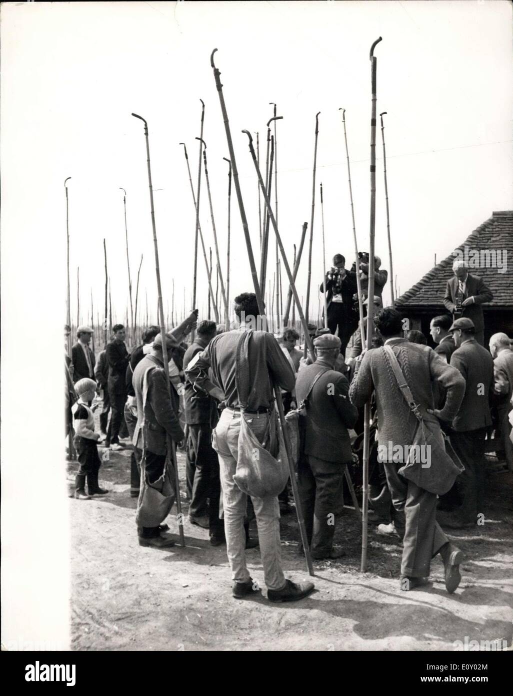 Apr. 09, 1968 - HOP Stringing Competition: Hop stringers, the name ...