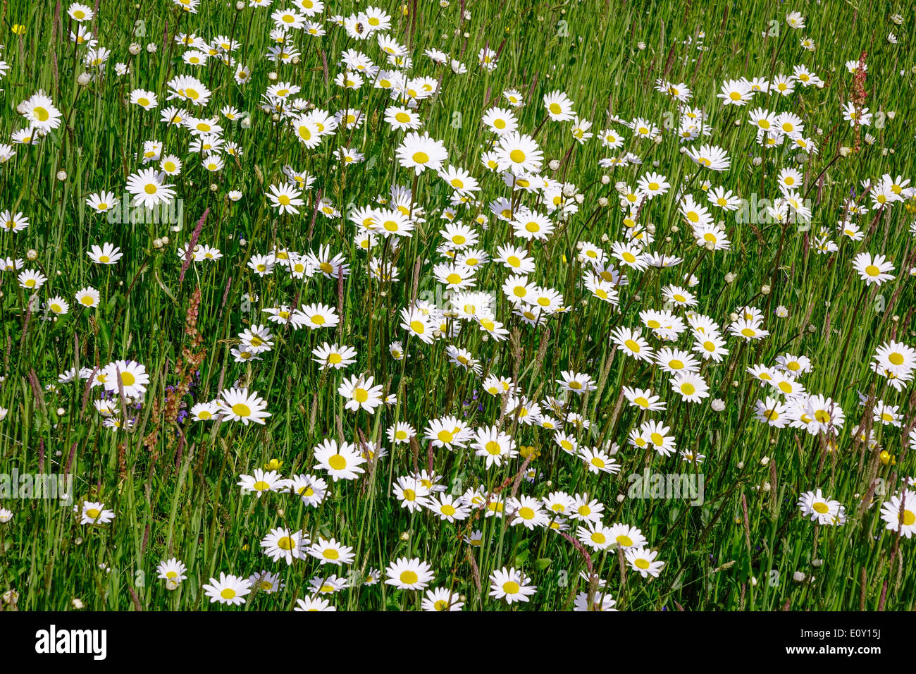 Daisy field in spring (leucanthemum vulgare Stock Photo - Alamy