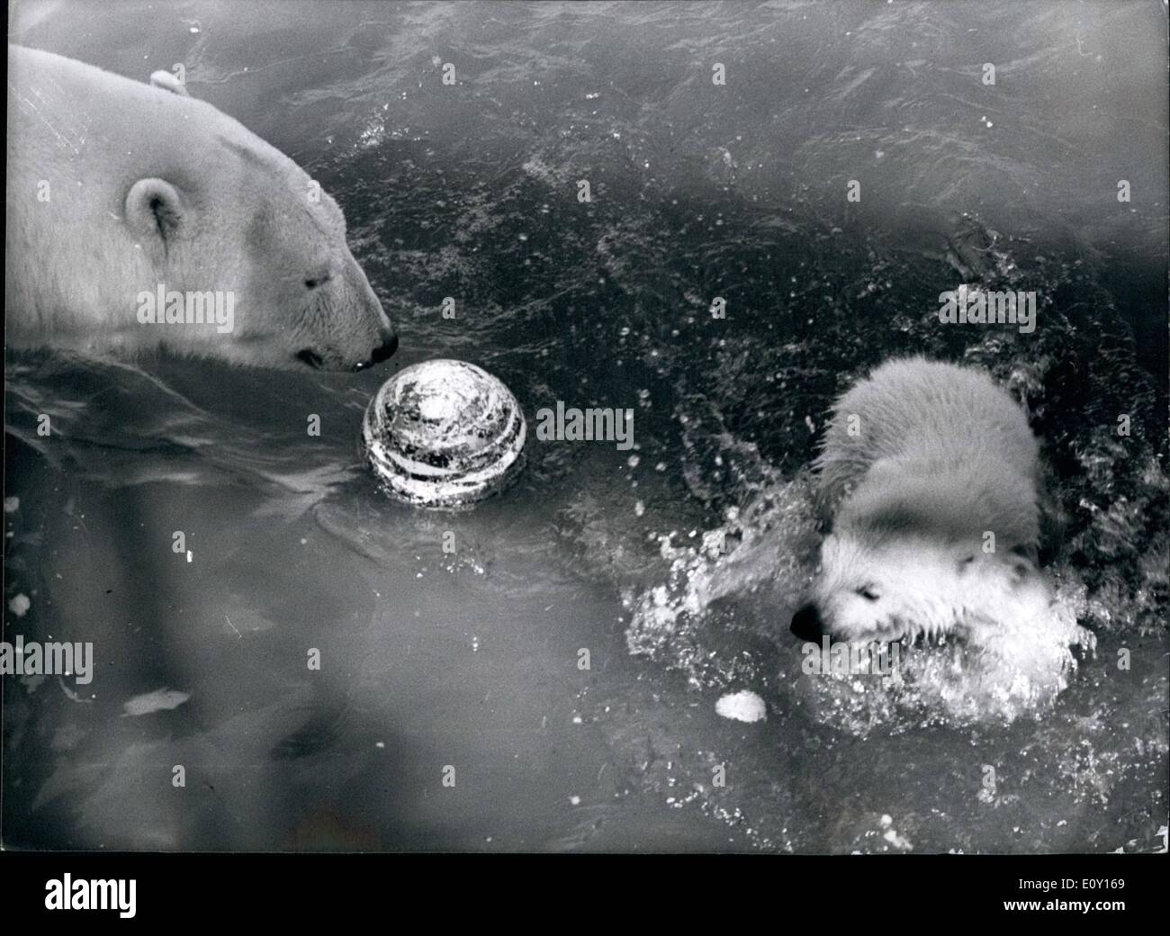 Mar. 03, 1968 - Pipaluk the London Zoo's Baby Polar Bear Takes His ...